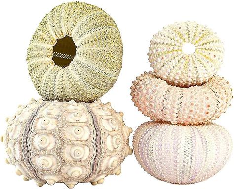 Pack Of 5 Air Plant Holders Decorative Sea Urchin Housing Hanging