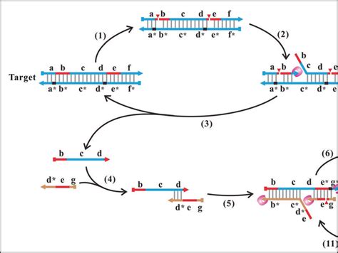 Copying DNA Made Easy ChemistryViews