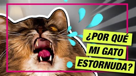 Mi Gato Estornuda Mucho Mundo Mascotas