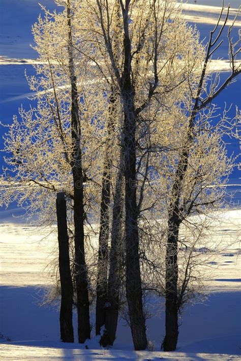 Winter Trees Snowy Field Or Meadow With Frost Covered Trees And
