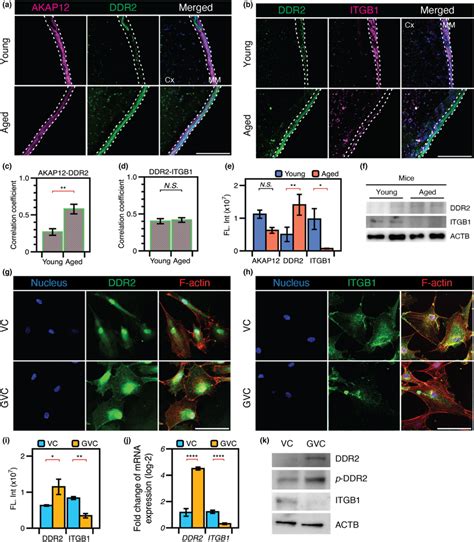 The Alternative Of Ecm‐interactive Proteins By Aging And Glycation A
