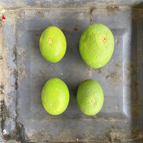 Enfermedades Mecaton Object Detection Dataset And Pre Trained Model By Unitec