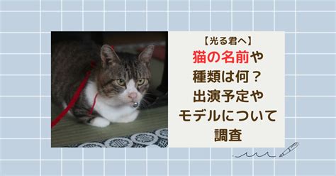 【光る君へ】猫の名前や種類は何？いつまで出演？モデルについて調査