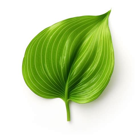 Premium Ai Image Isolated Of A Broad Hosta Leaf With Green Veins On