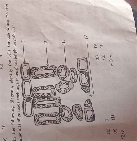 C 10In The Following Diagram Identify The Cells Through Which Massive A