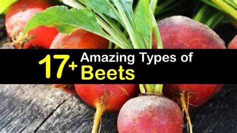 17 Types Of Beets And How To Grow Them