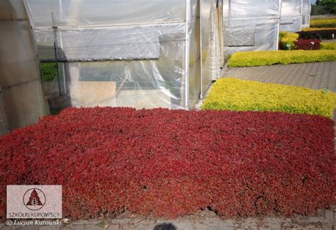 Berberis thunbergii 'Tiny Gold' PBR - Барбарис Тунберга ‘Tiny Gold’