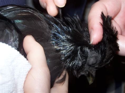 Molting Mites Mating Loss Of Feathers Backyard Chickens