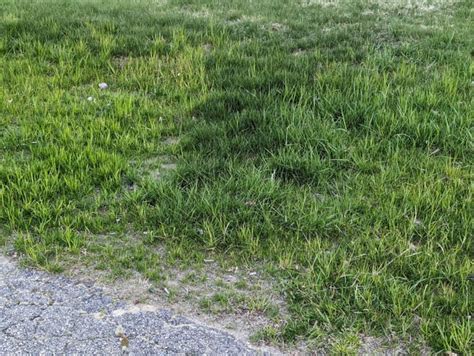 Grass Identification Rlawncare