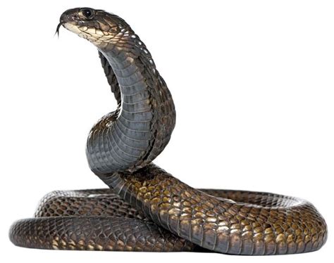 Cobra Venomous Snake Species And Characteristics Britannica