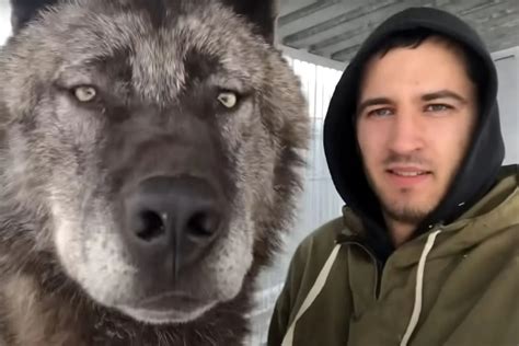 A Man Shares His Life With The Worlds Largest Wolf And Treats Him As