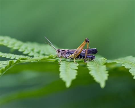 Locust Insect Green Free Photo On Pixabay Pixabay