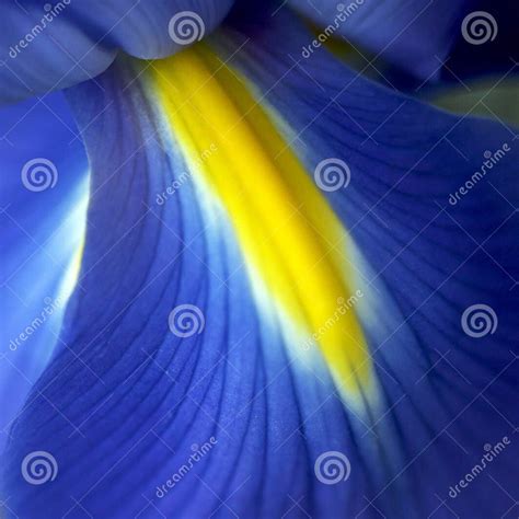 Iris Data Set With Analysis And Dashboard Kaggle