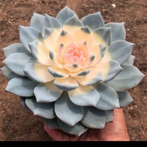 ყვავილები გამოწერით