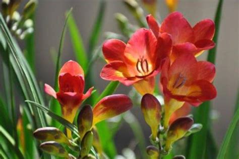 夏天养此款花卉，花期200多天，叶子油绿开花漂亮莫奈