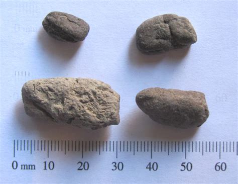 Coprolites Members Gallery The Fossil Forum