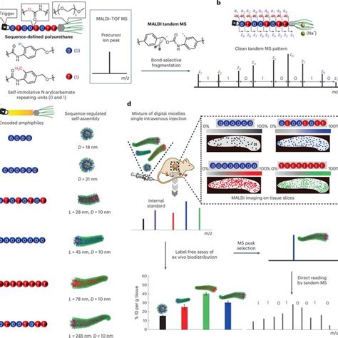 Facile Synthesis Of Sequence Defined Polyurethanes Via Orthogonal Download Scientific Diagram