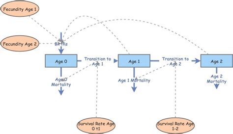 Age Structured Model Insight Maker