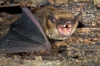 6 Awful Things You Learn During A Rabies Scare