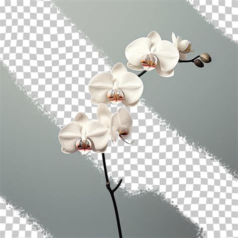 Premium Psd Lone Black Orchid