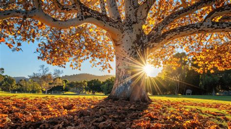 Autumn Light Shining Through A Sycamore Tree In A Park Background Tree