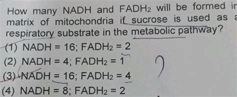 How Many NADH And FADH2 Will Be Formed In StudyX