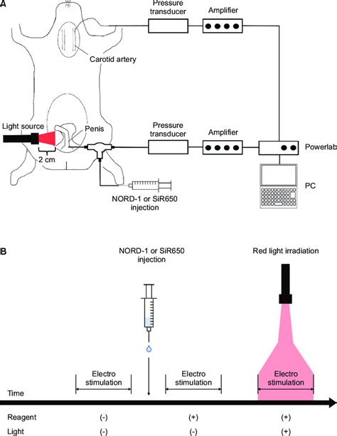 Schematic Image And Experimental Protocol Of Intracavernous Pressure Download Scientific