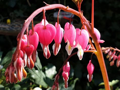 Blume Rot Kostenloses Foto Auf Pixabay Pixabay