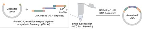 High Throughput Cloning And Automation Solutions Neb