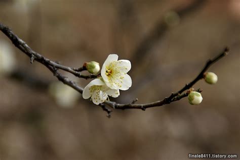 매화꽃을 보셨는지요