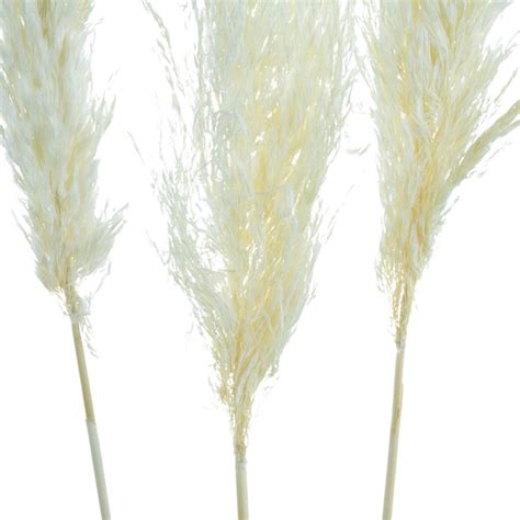 3pc Dried Pampass Grass White Casalife Furniture Toronto Kitchener