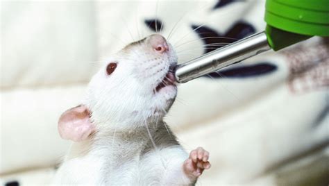 Pulses Of Light Stop Binge Drinking In Rats Alltop Viral