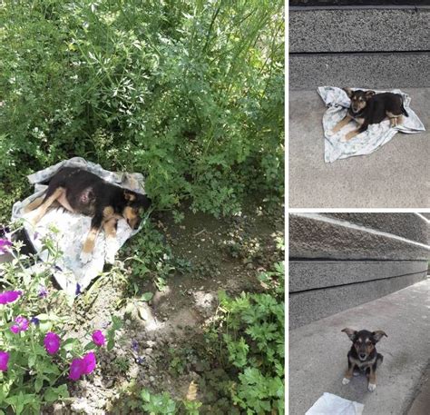 Lubka Намерихме го в събота 07 06 вероятно блъснато от кола безпомощно захвърлено в