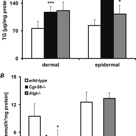 Dermis And Epidermis Of Cgi 58 Mice Accumulate Tg And Exhibit