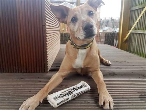 Looking At Ollie Dogstrust Rehomeadog Rescue Dogs Rehoming Dog