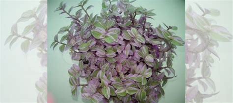 Черенки комнатных растений купить в Москве Товары для дома и дачи Авито