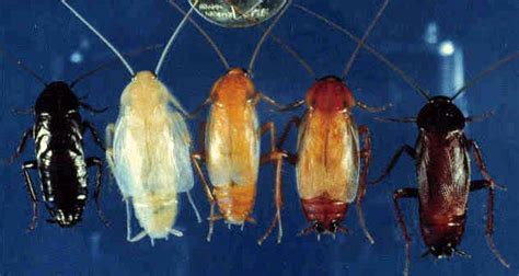 Blatta Orientalis Molting