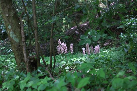 Cremastra Appendiculata Alchetron The Free Social Encyclopedia