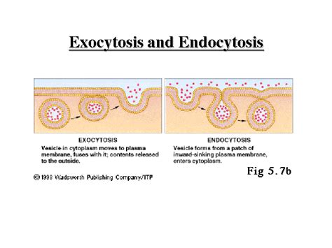 Endocytosis And Exocytosis Differences Similarities Roles 43 OFF