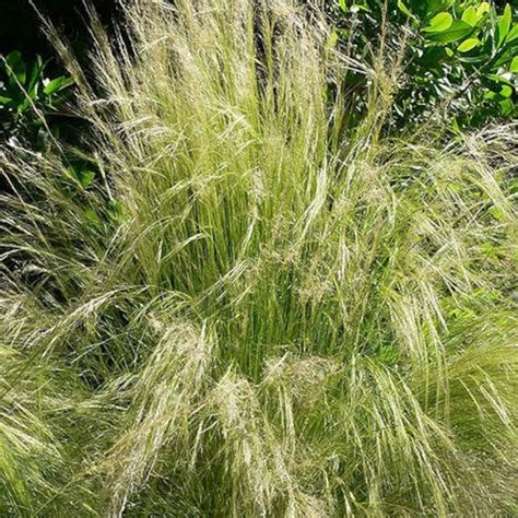 Mexican Feather Grass Seeds Usa Seed Village
