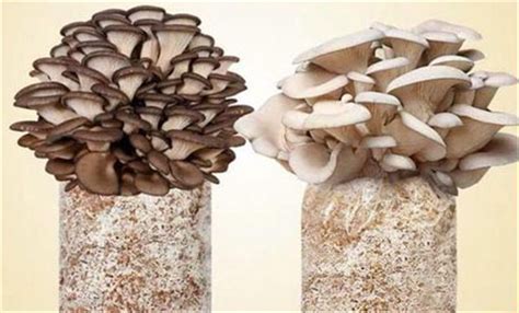 食用菌原种培养基的制作方法 农业百科