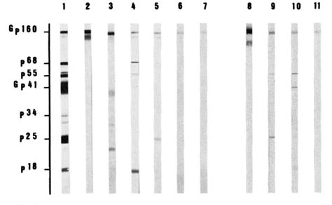 Figure 1 From Presence Of Cross Reactive Antibody Between Human