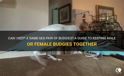 Can I Keep A Same Sex Pair Of Budgies A Guide To Keeping Male Or