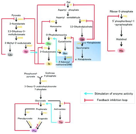 Nine Essential Amino Acids Biosynthesis Leading To Lysine Lys
