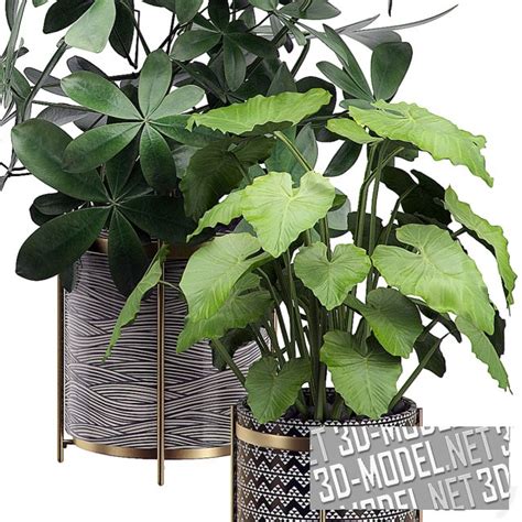 3d модель Набор комнатных растений в горшках с золотистыми каркасами
