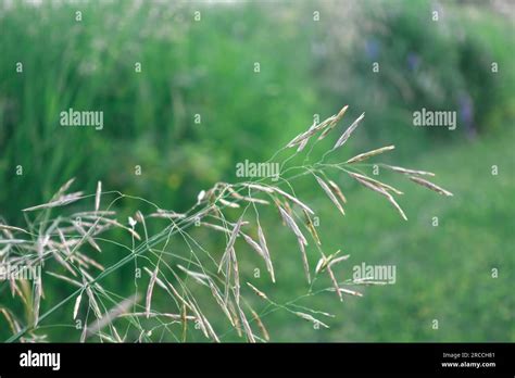 Bromus Is A Large Genus Of Grasses Classified In Its Own Tribe Bromeae