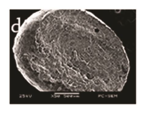Sem Micrographs Showing The Cross Sectional Morphology Of Download