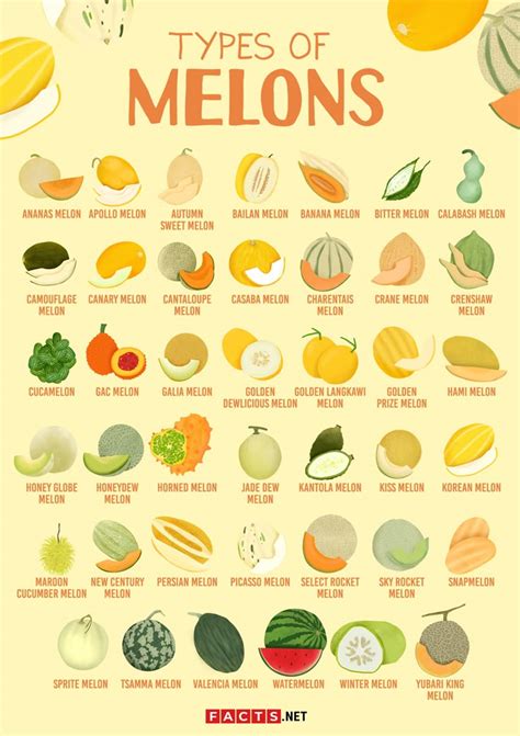 Sugar Kiss Melon Types Of Watermelon Cantaloupe And Melon Honeydew