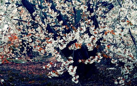 Hd Wallpaper Touhou Cherry Blossoms Trees Dress Ecchi Cleavage Bloom