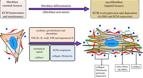Fibroblast To Myofibroblast Differentiation Fibroblast To